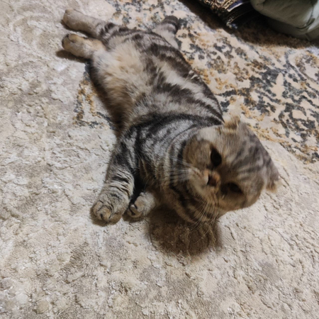 Скоттиш фолд сотилади