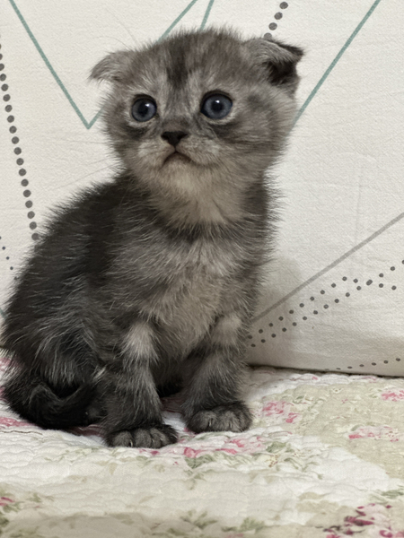 Шотландский фолд / Scottish fold mushukchalar