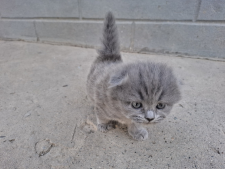 Продаётся Котенок Скотиш Фолд