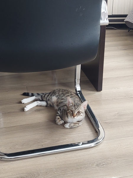 Котёнок мальчик полосатый. Привит, имеет паспорт