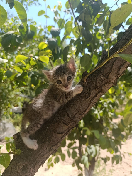 Отдаются котята в хорошие руки