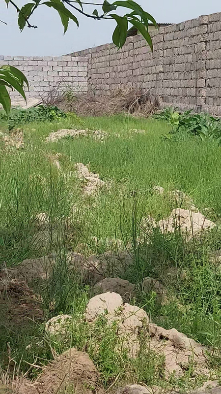 Dacha Дача 6 sot yer  Piskent