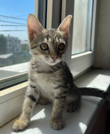 Отдам в хорошие руки котенка
