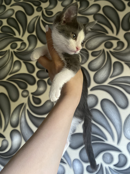 Кошка котенок
