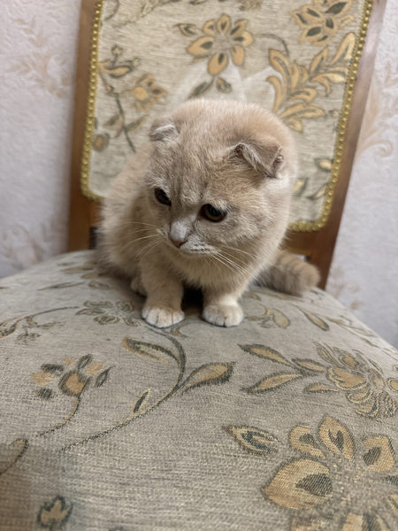 Кошка 5 мемяцев