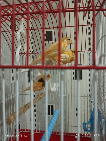 Продаются канарейки