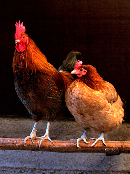 Jaydari yosh xurozlar sotiladi