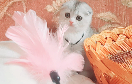 Скоттиш фолд котёнок