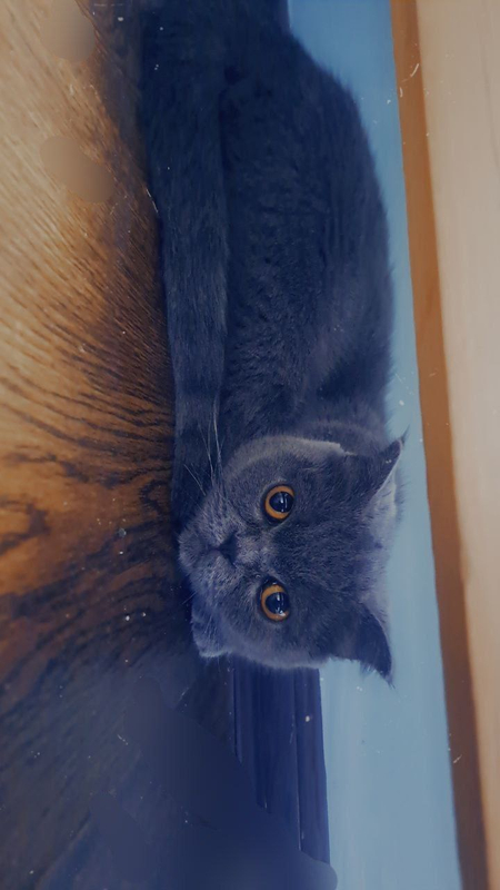 Scottish fold 1 yosh qiz bola srochniy sotiadi.