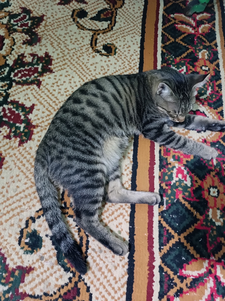 Отдадим кота в хорошие руки