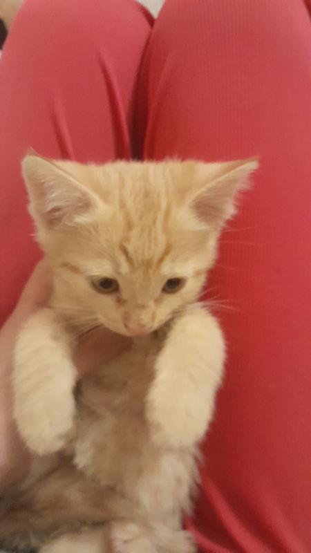 Котята,мальчик и девочка