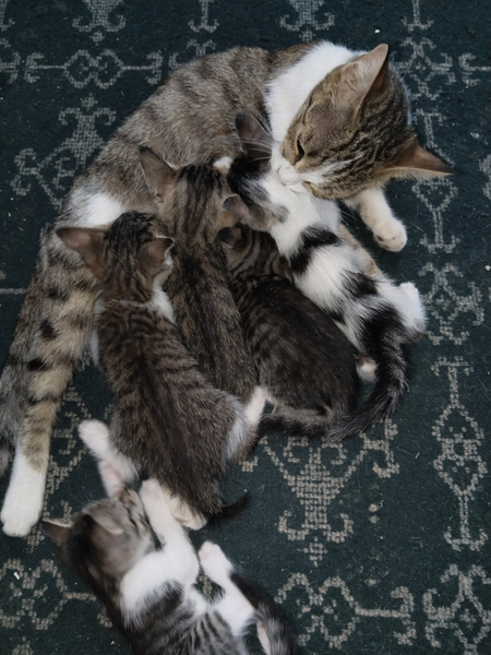 2 месячный котенок