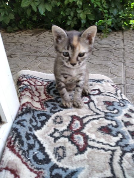Отдам котят в хорошие руки, проглистованы