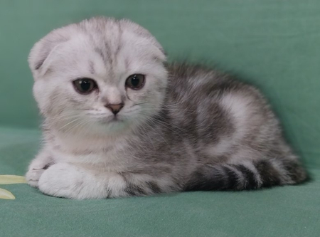 Скоттиш фолд котята цена 150$