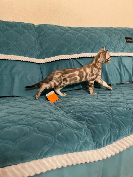 Элитные бенгальские котята!