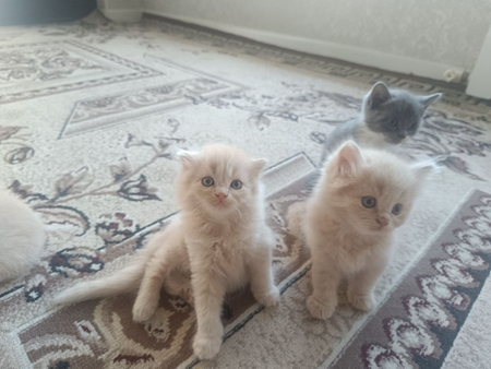 Mushuk bollari sotiladi ovqatga organdi