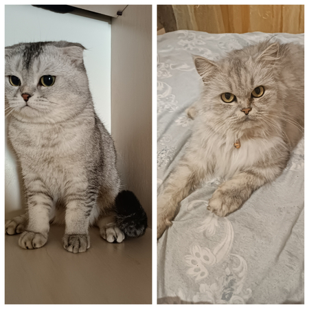 Скоттиш Страйт (серебристая шиншилла)