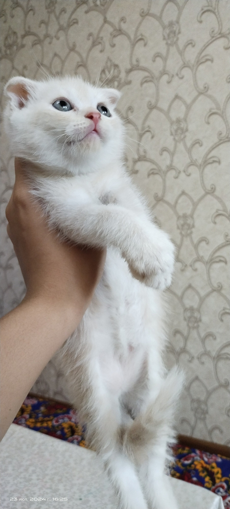Котеноки пародистые 2 мальчики