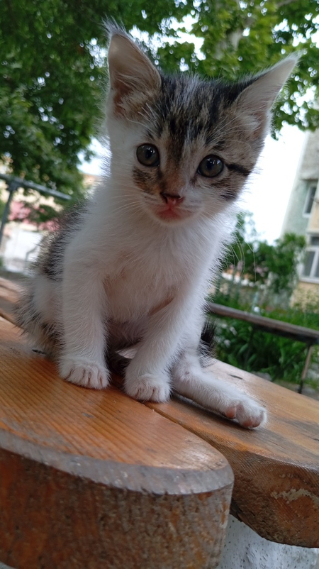 Qizbola mushukkkkk