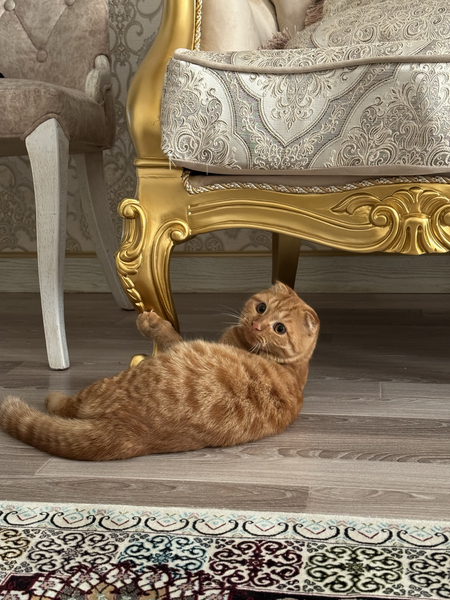 Вязка Нукус скоттиш фолд