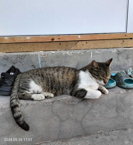 Котята с мамой в хорошие руки