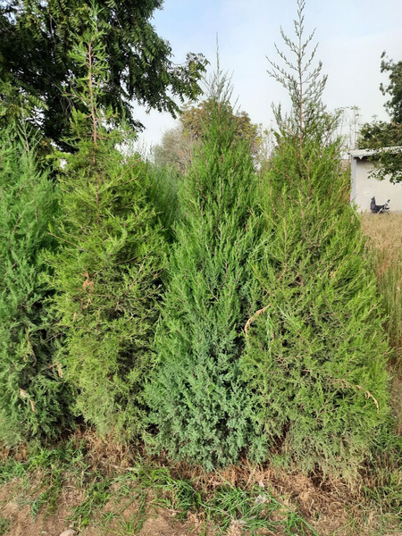 Archa Marjavenik sotiladi 3-4 yillik 350-400 ta bor