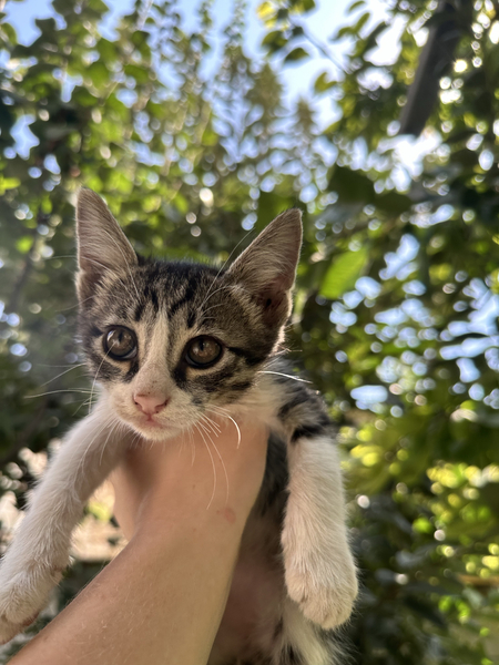 В добрые руки котята