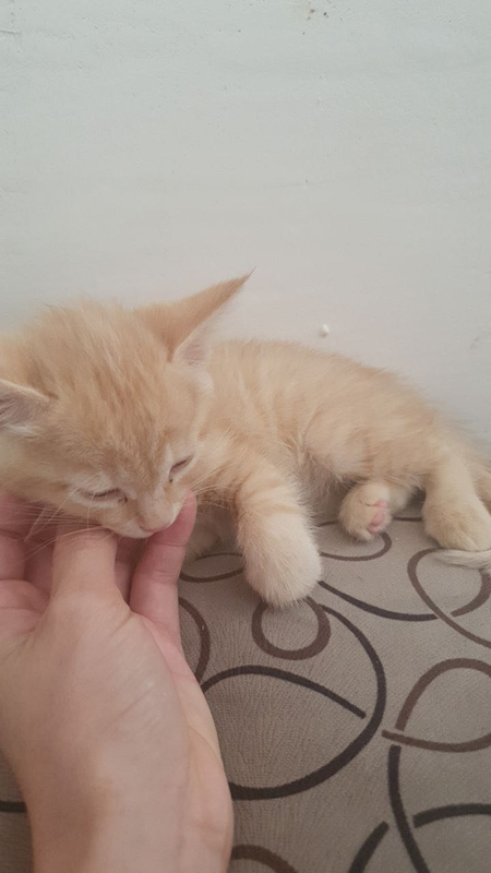 Бесплатно котята