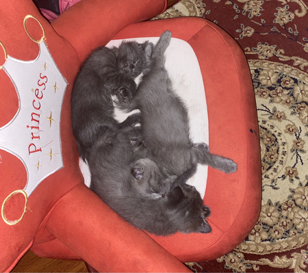 Продам котят 2 месяца 3 мальчики