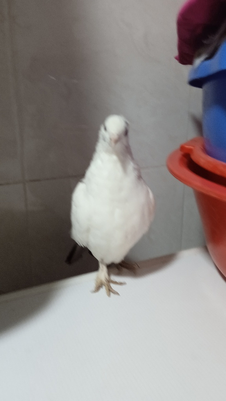 Kabutar sotiladi 2 ta Голуб каптар