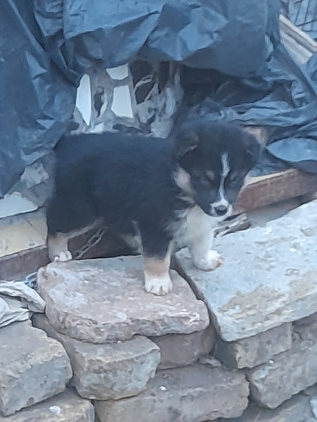 Сибирский хаски шенки 1 мецяс