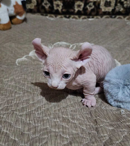 Котята бамбино,эльф,двельф!