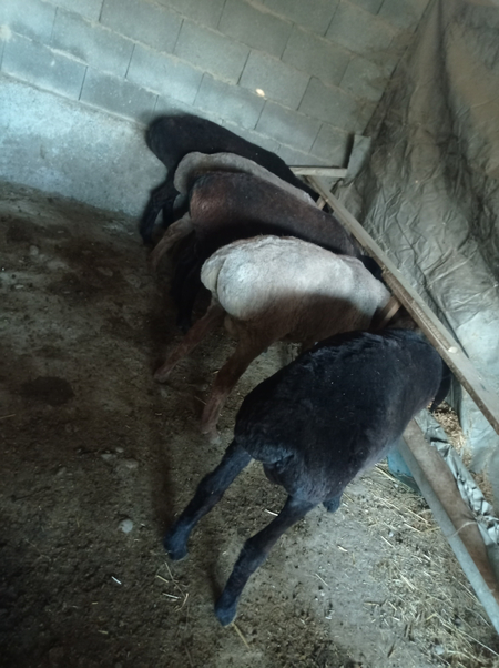 Qirgʻiziston Qoʻchqorlar