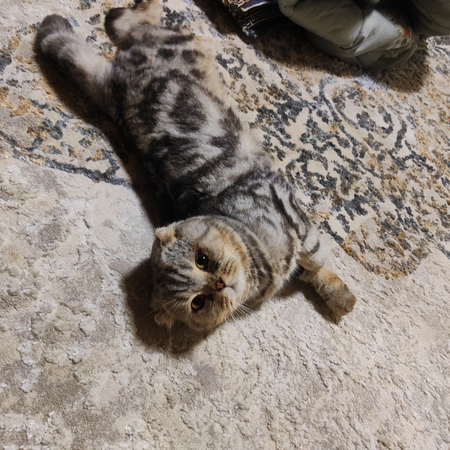 Скоттиш фолд сотилади