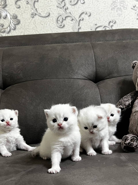 Кошка британская шиншила