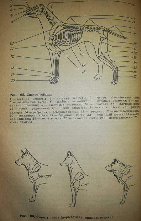 Книга о собаках ''Всегда рядом''
