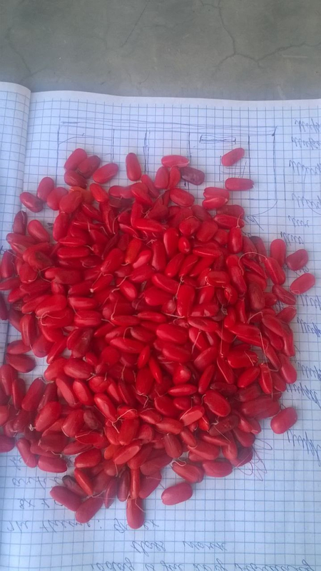 Магнолия грандифлора уруғи