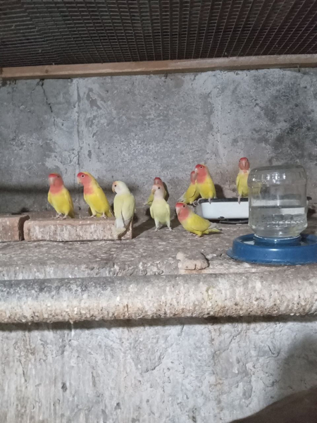 Nerazluchka va valnistila sotiladi