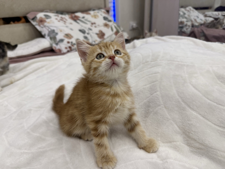 Котята Скоттиш Фолд