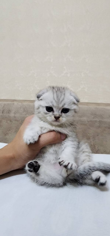 Скотиш Фолд и Страйт серебристая шиншилла