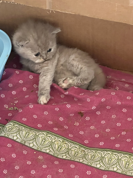 Скотиш фолд (краткоухие)Котята 1,5 месячные.