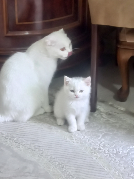 Продам кошечка 2 месеца