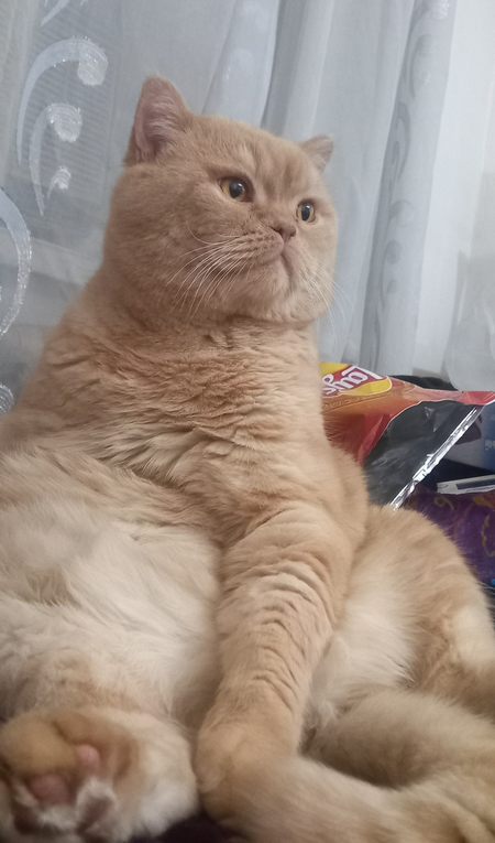 Шотландский кот. Вязка
