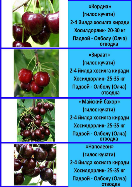 хархил турдаг мивали кучатилар сотувда