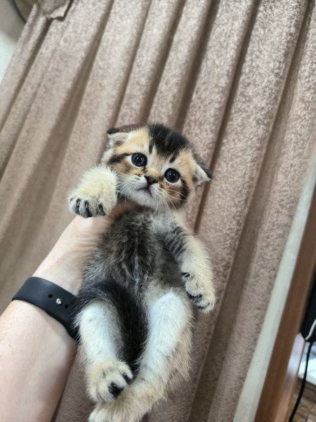 Шикарные игривые малыши