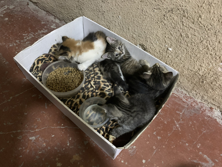 Котята в хорошие руки