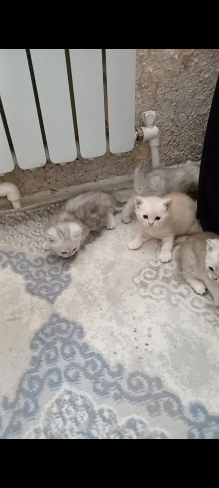 Сотилади мушукчалар