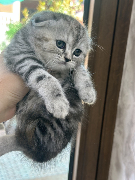 Продается котята скотиш фолд