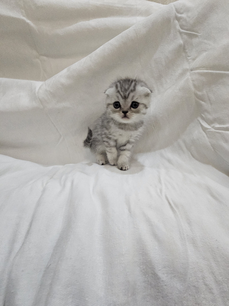 Мальчик Скотиш Фолд