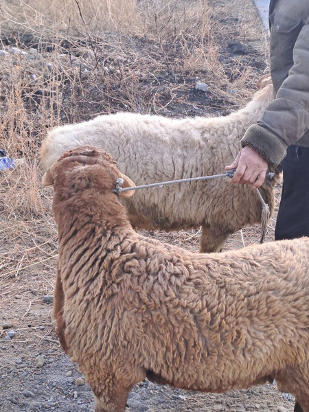 Qōchqorlar va qõylar sotiladi